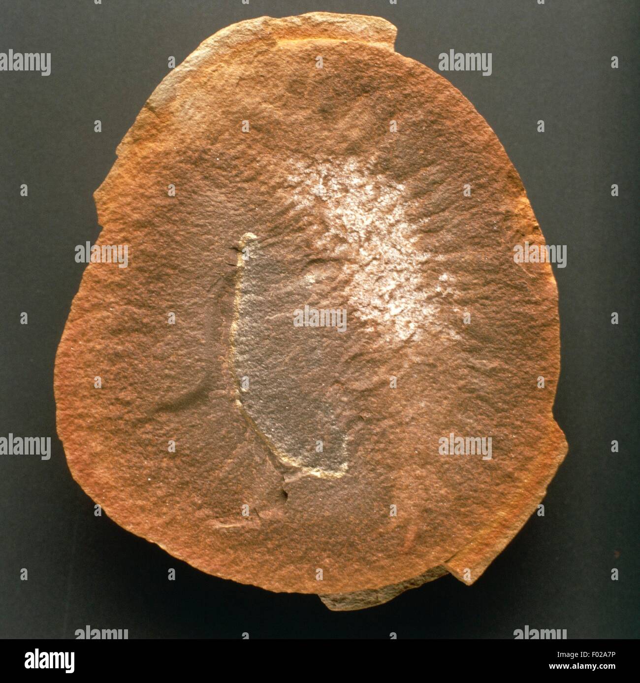 Fossils - Protostomia - Annelids - Polychaeta - Dryptoscolex matthiesae ...