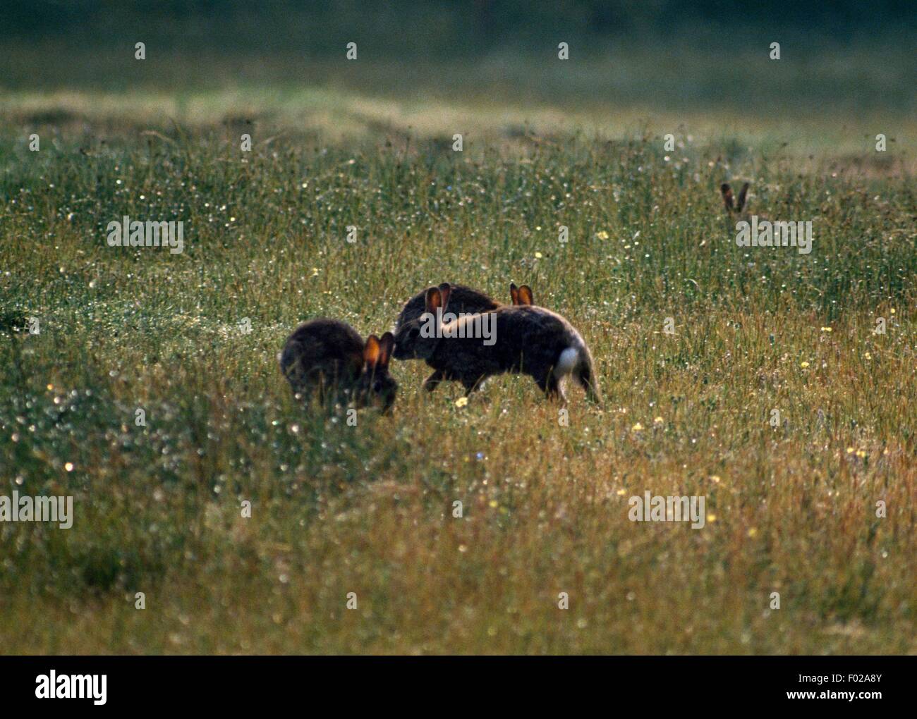 European rabbit or common rabbit (Oryctolagus cuniculus), Natural Park ...