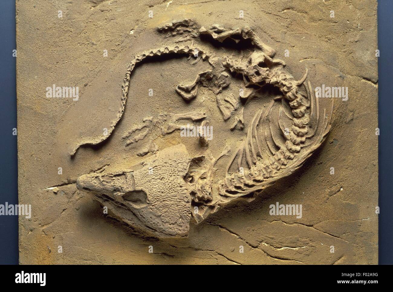 Labidosaurus hamatus fossil, Sauropsida, Permian Stock Photo - Alamy