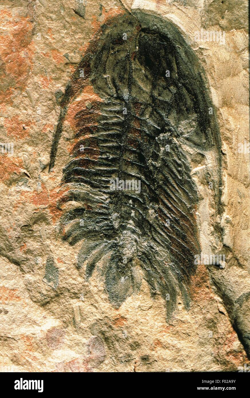 Fossils - Protostomia - Arthropoda - Trilobites - Paradoxides ...