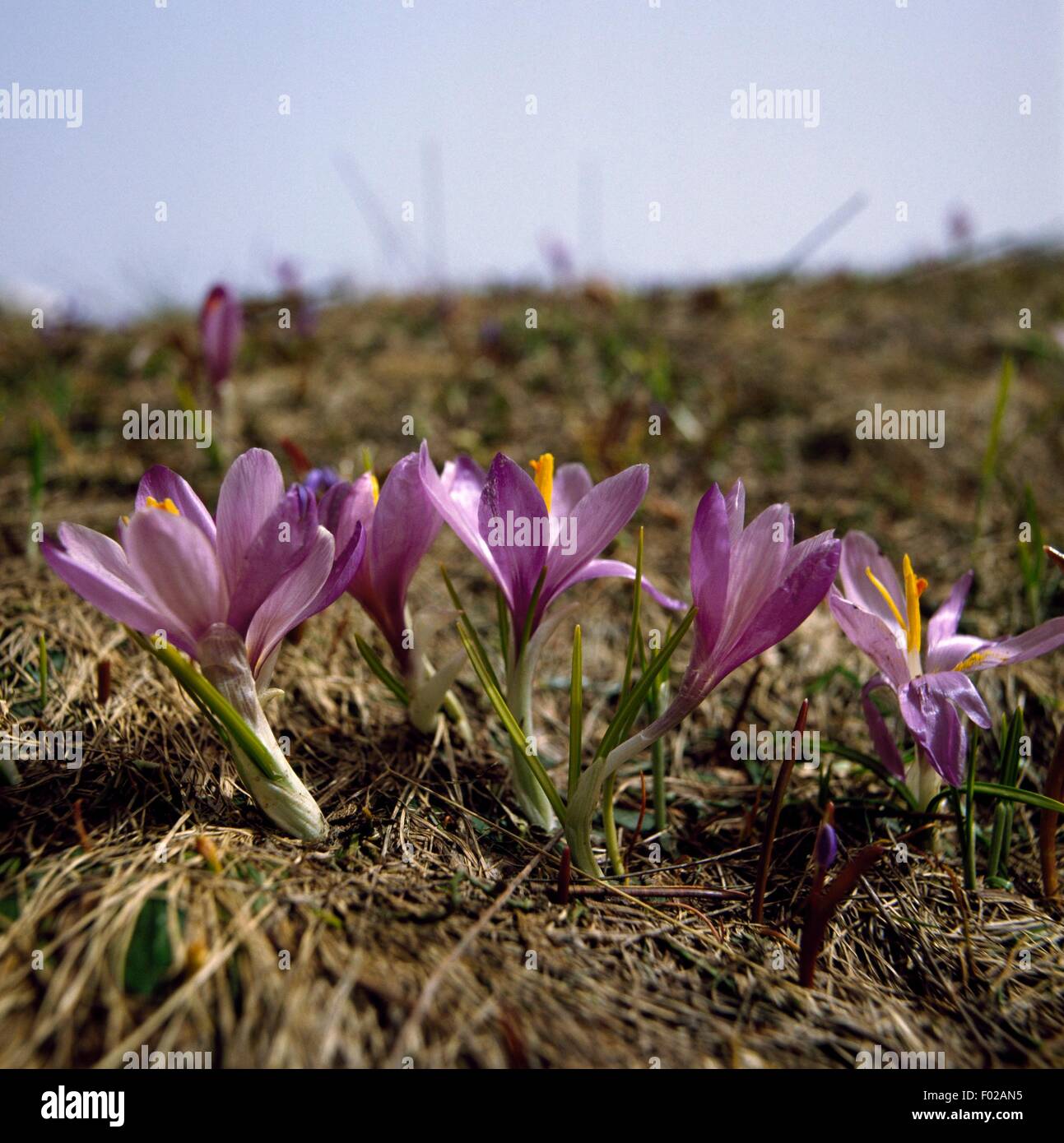Crocus (Crocus vernus), Pollino National Park, Calabria, Italy Stock ...