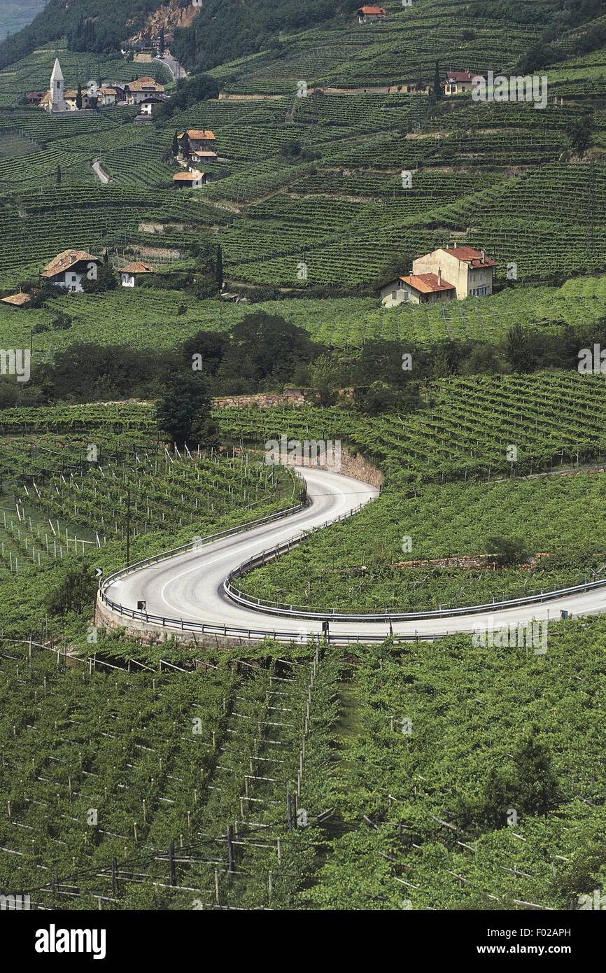 Vineyards in Eisack valley, Trentino-Alto Adige, Italy Stock Photo - Alamy