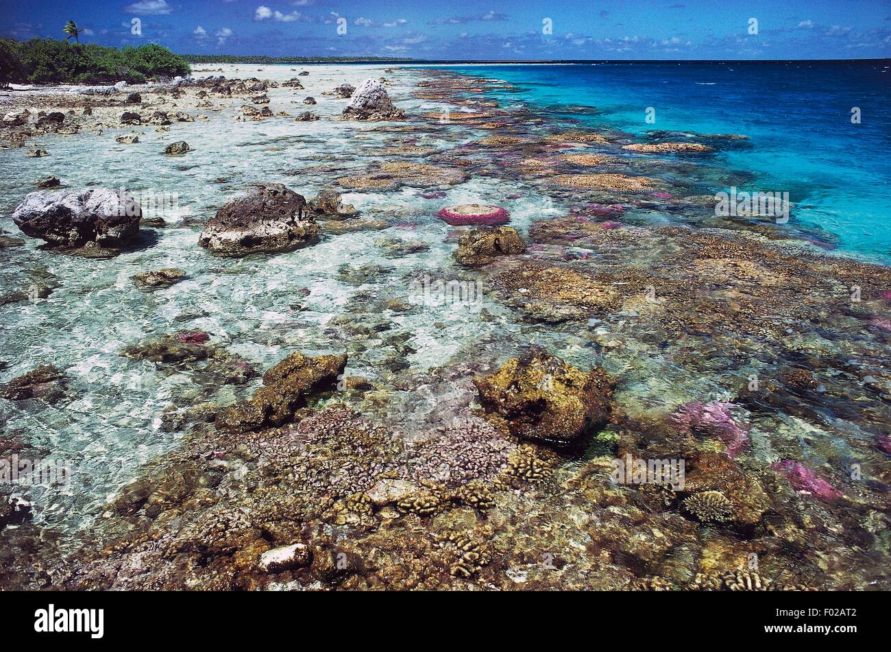 Coral reef, Manihi atoll, Tuamotu Archipelago, French Polynesia ...