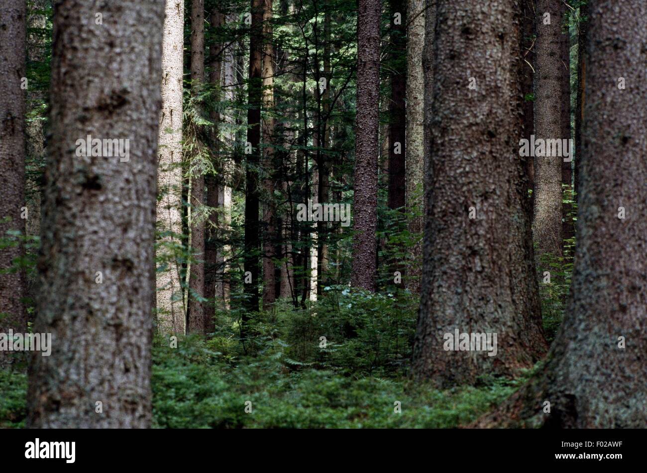 Forest in the Bavarian Forest National Park (Nationalparkregion ...