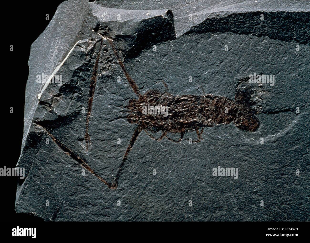 Decapod hi-res stock photography and images - Alamy