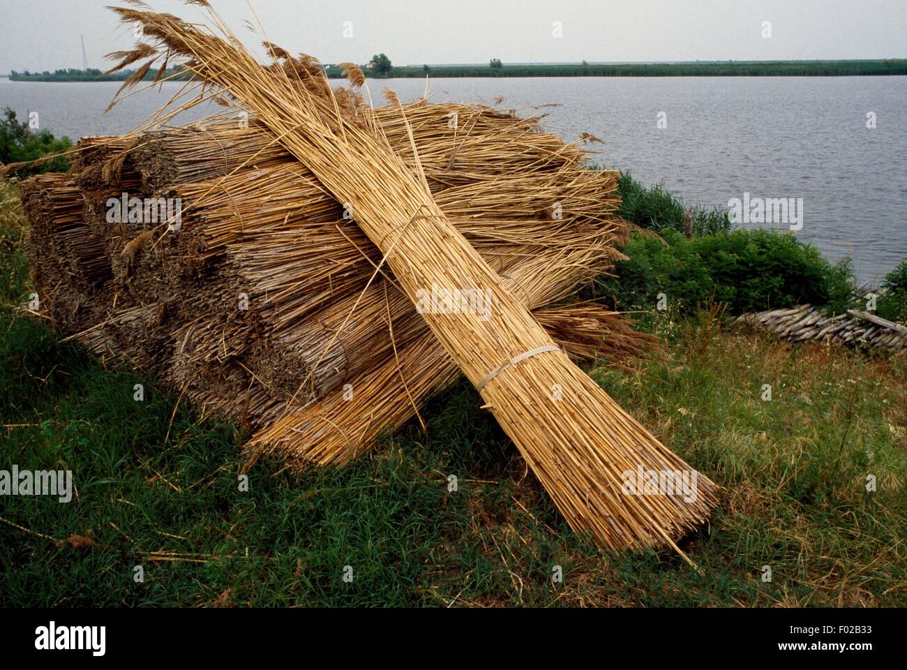 Bundle of reeds hi-res stock photography and images - Alamy
