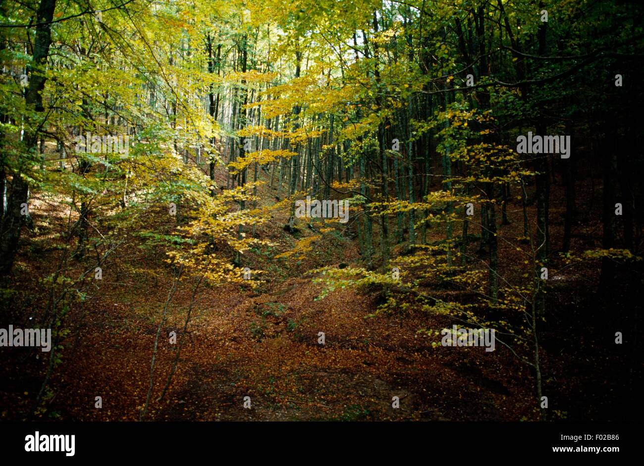 European beech trees, Badia Prataglia forest, Casentinesi Forests ...