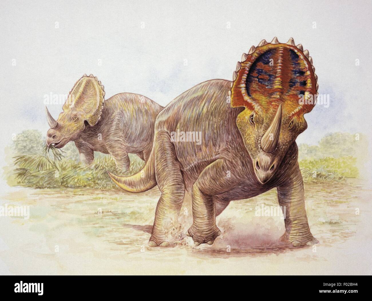 Palaeozoology - Cretaceous period - Dinosaurs - Centrosaurus - Art work ...