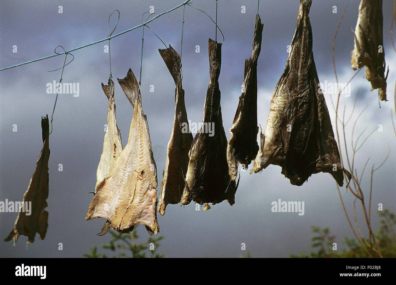 Newfoundland cod drying hi-res stock photography and images - Alamy