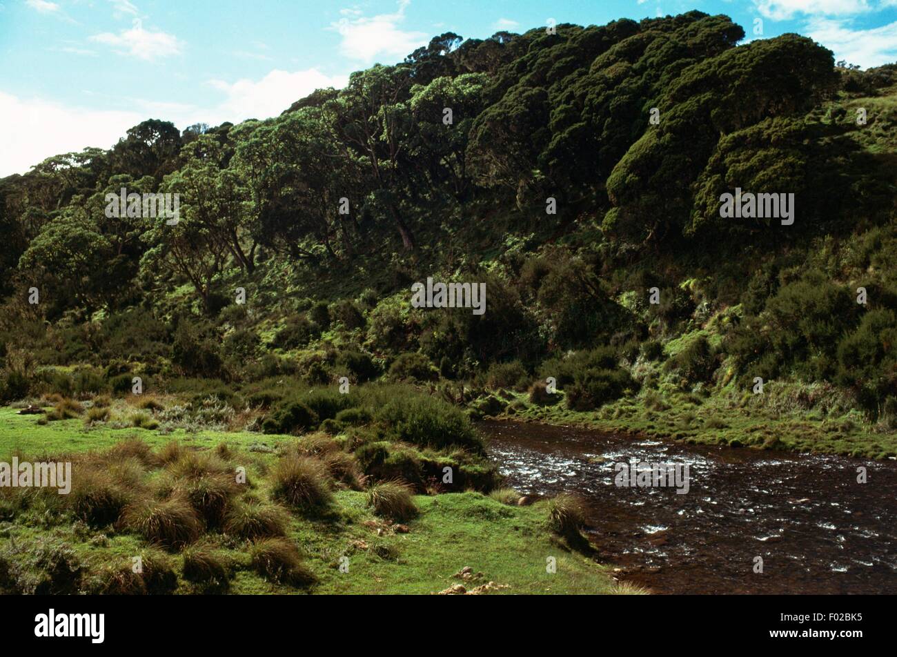 View of Aberdare National Park, Kenya Stock Photo - Alamy