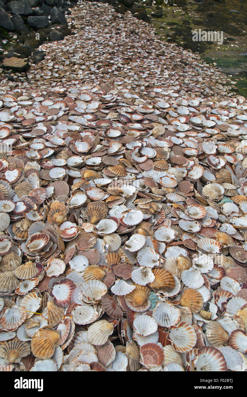 Scallop shells at processing factory North Uist Western Isles Scotland ...