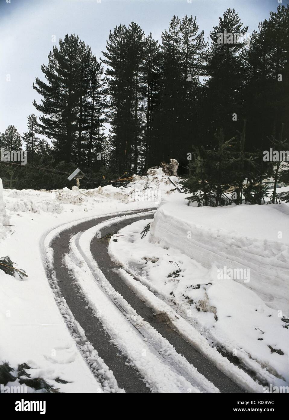 Snow covered road running through a forest, Sila Grande, Sila National ...