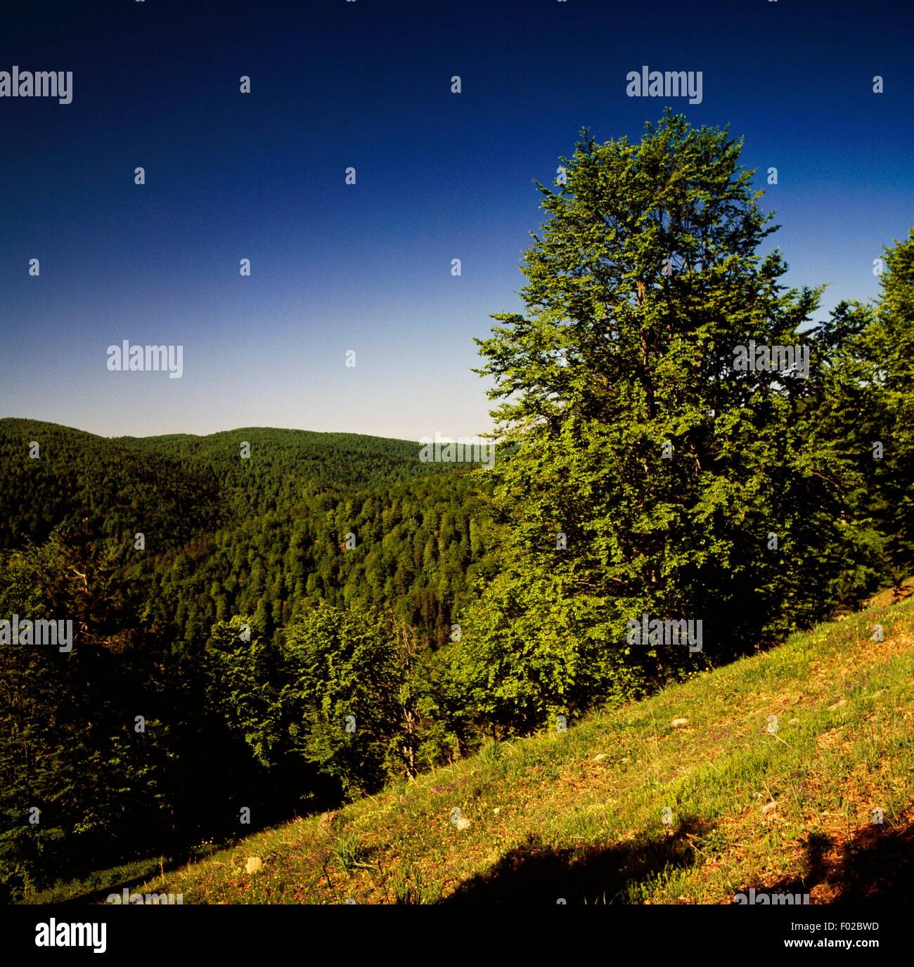 Sila national park hi-res stock photography and images - Alamy