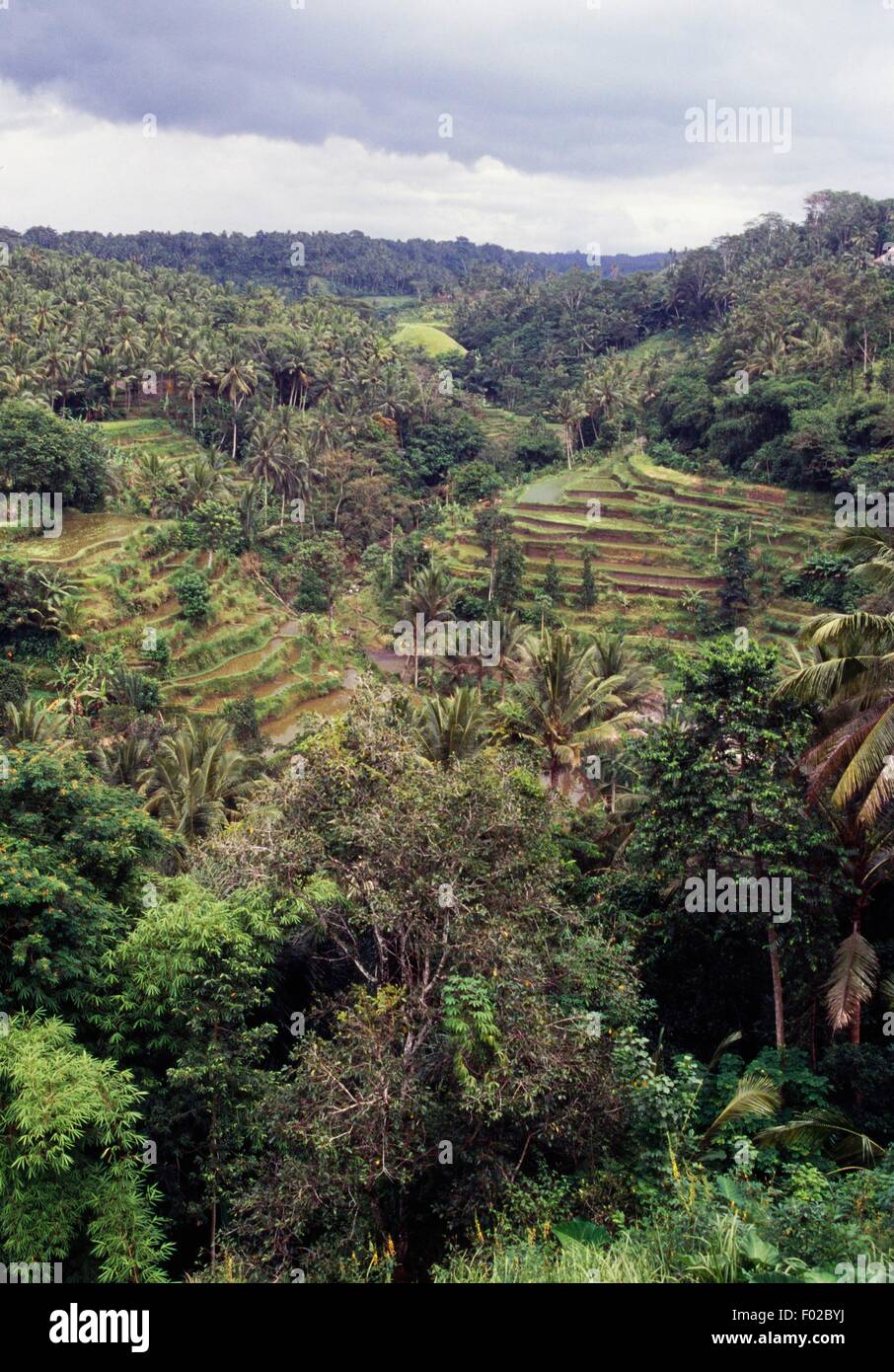 Rice terraces, Ubud, Cultural Landscape of Bali Province (UNESCO World ...