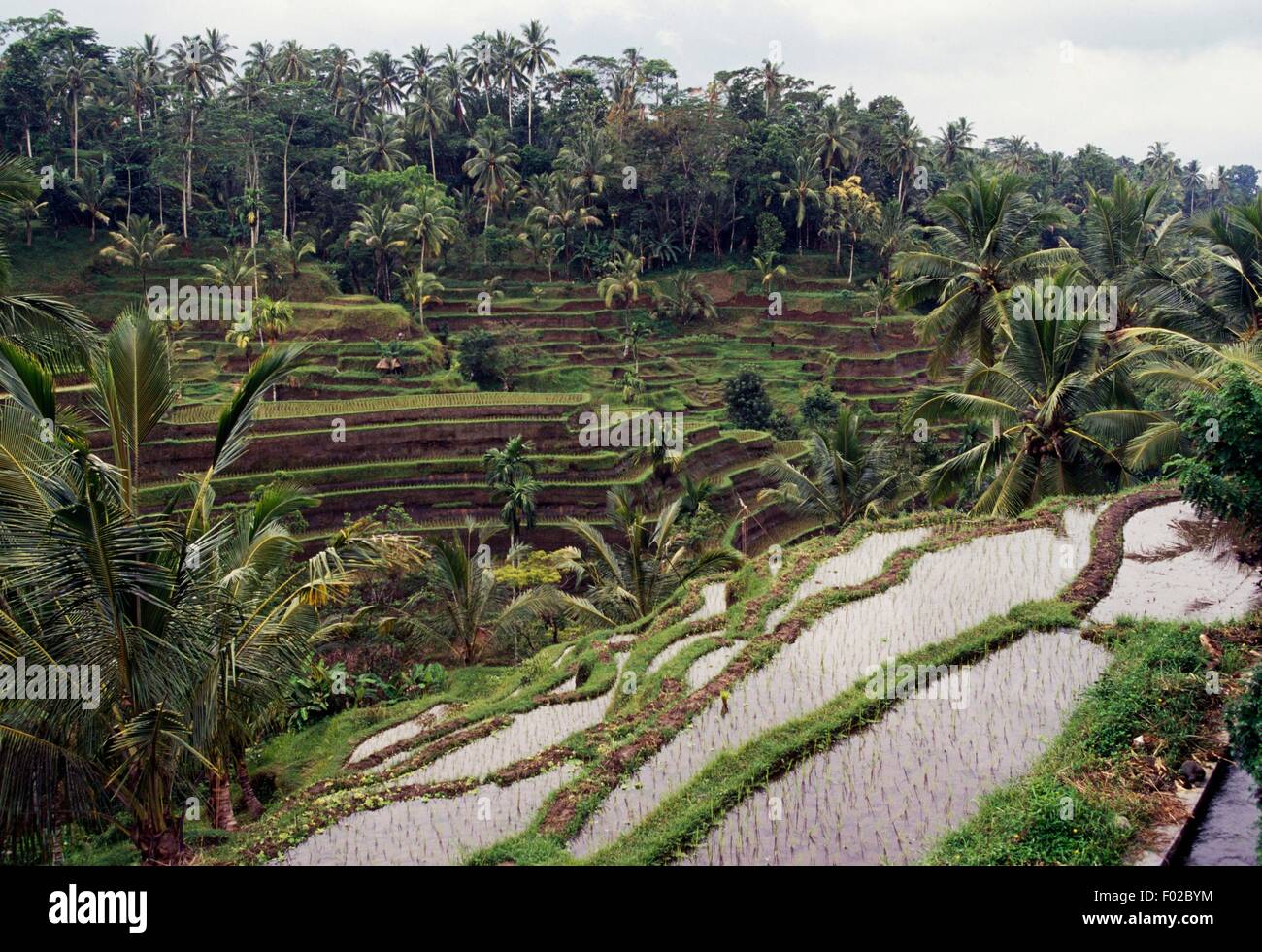 Tegalang rice terrace hi-res stock photography and images - Alamy