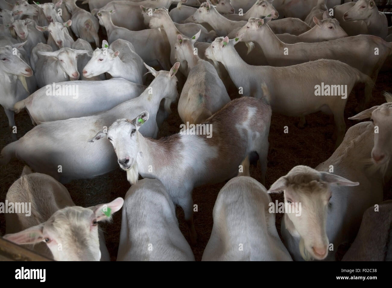 large herd of white goats stand in dimly lit dutch stable Stock Photo ...