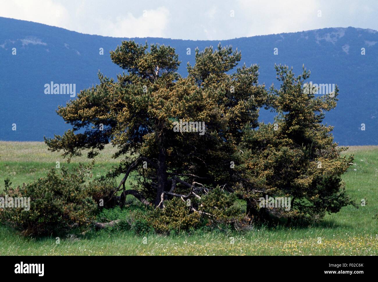Pine trees on Col de St Alexis, Vercors Regional Natural Park (Parc ...