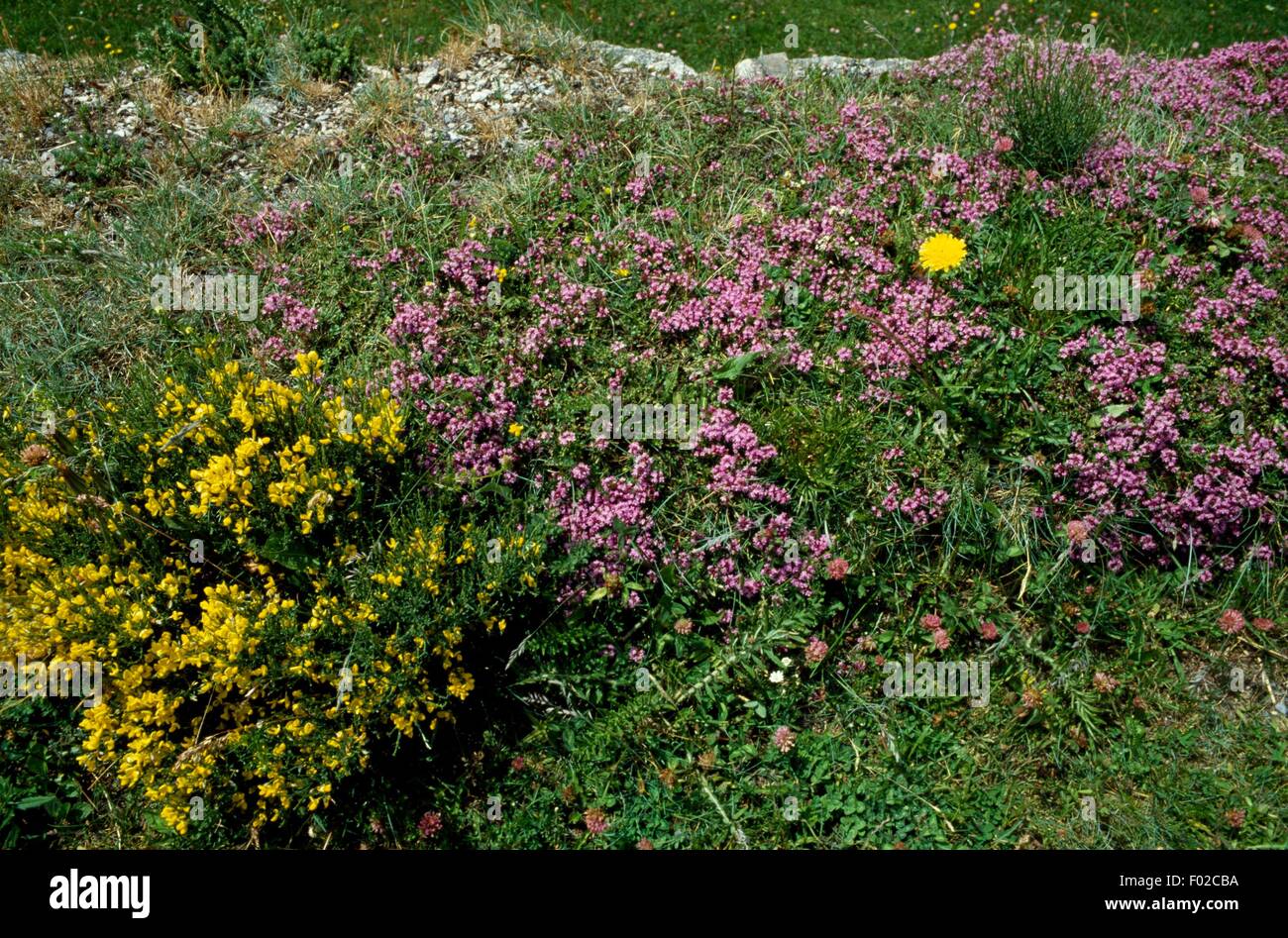 Thyme thymus sp hi-res stock photography and images - Alamy