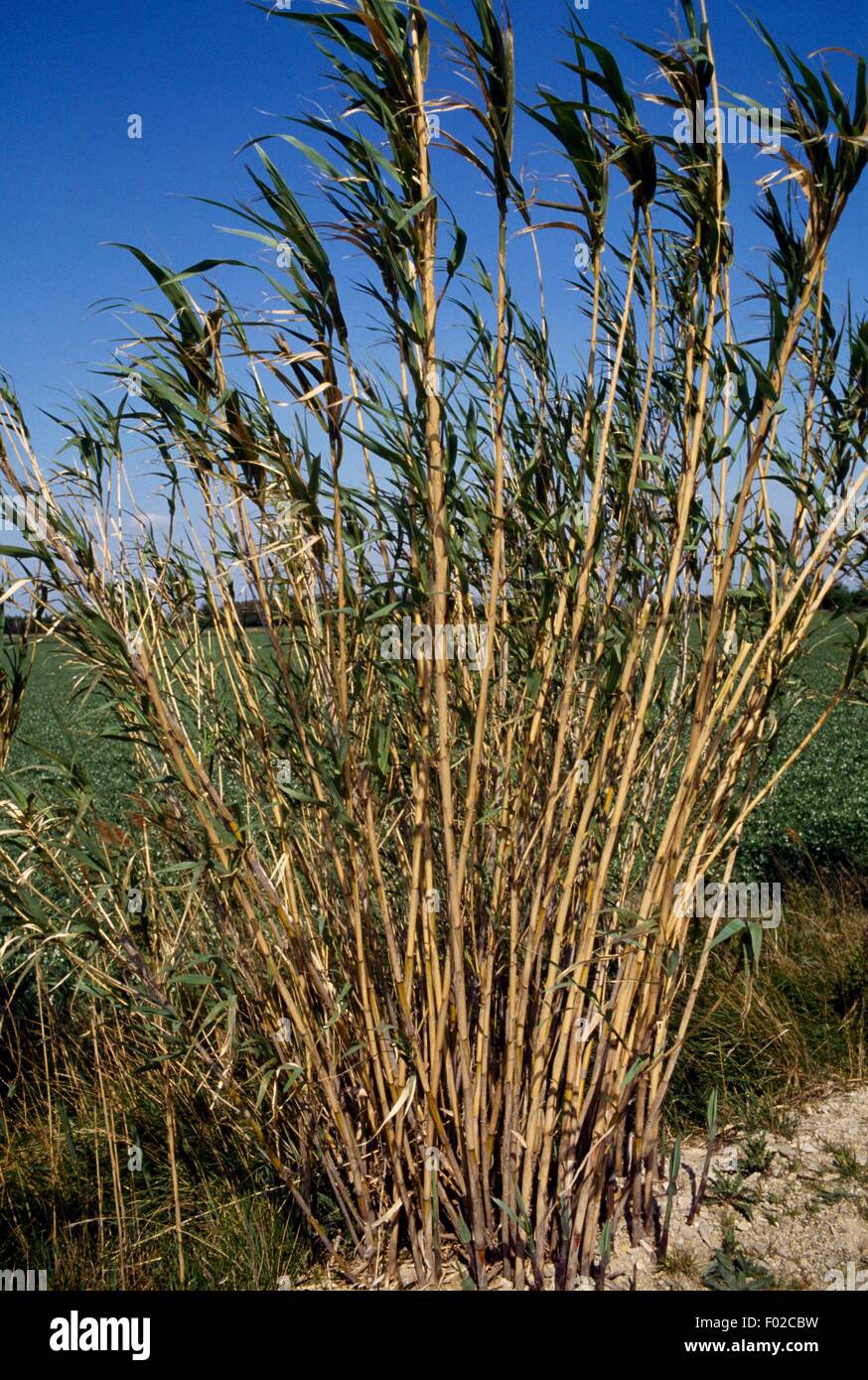 The most common hi-res stock photography and images - Alamy