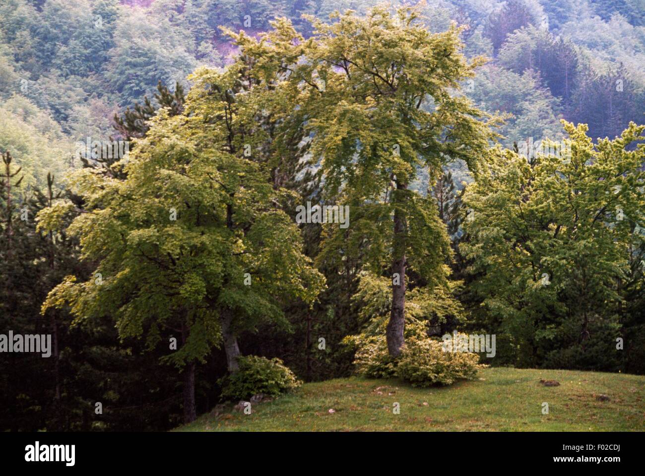 Trees on the Greater Sila, Sila National Park, Calabria, Italy Stock ...