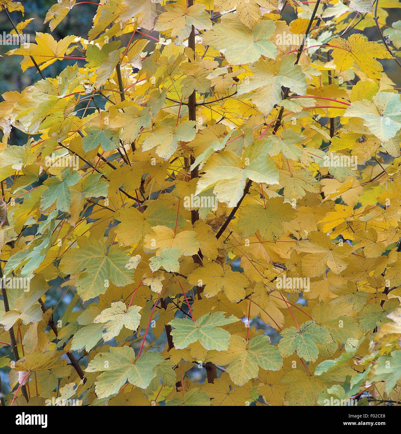 Plane tree (Platanus) leaves in autumn Stock Photo - Alamy
