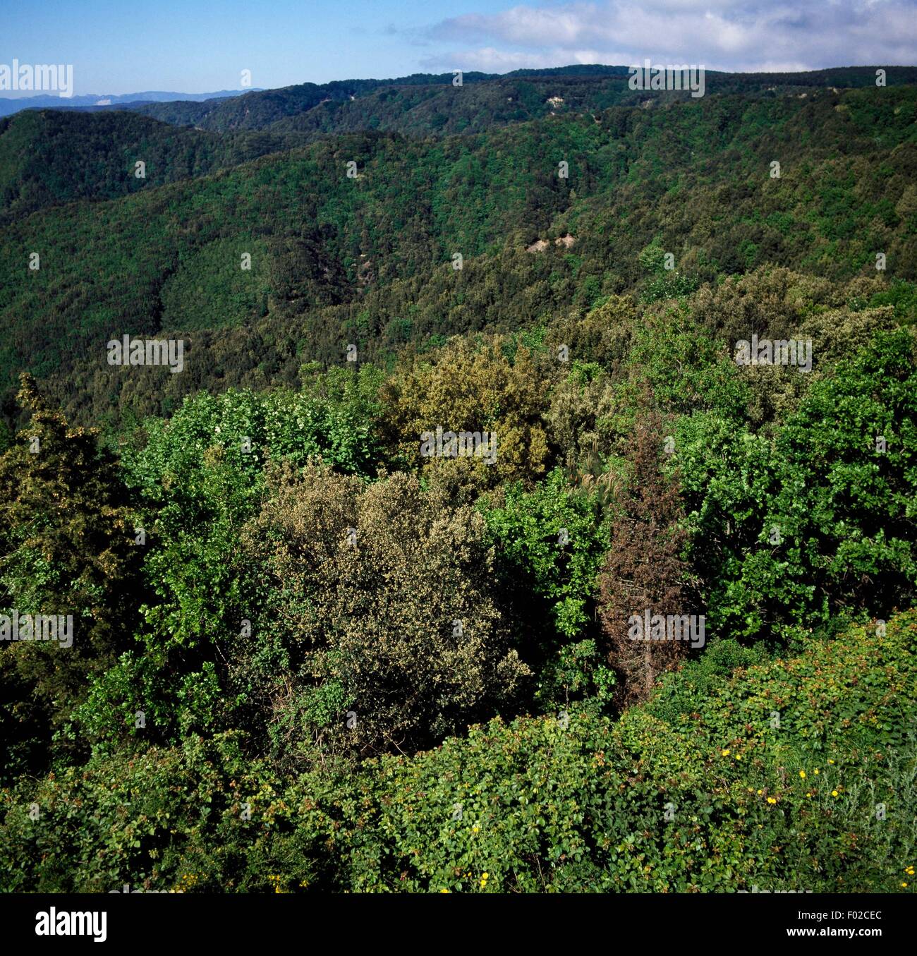 Landscape between Cittanova and Locri near Passo del Mercante ...