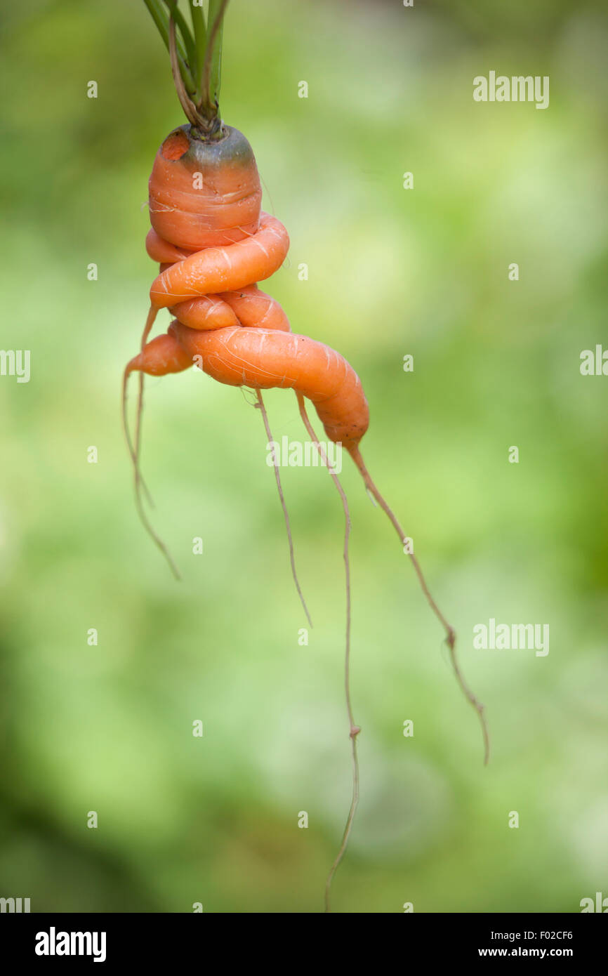 relaxed and strange formed carrot with arms crossed against green ...