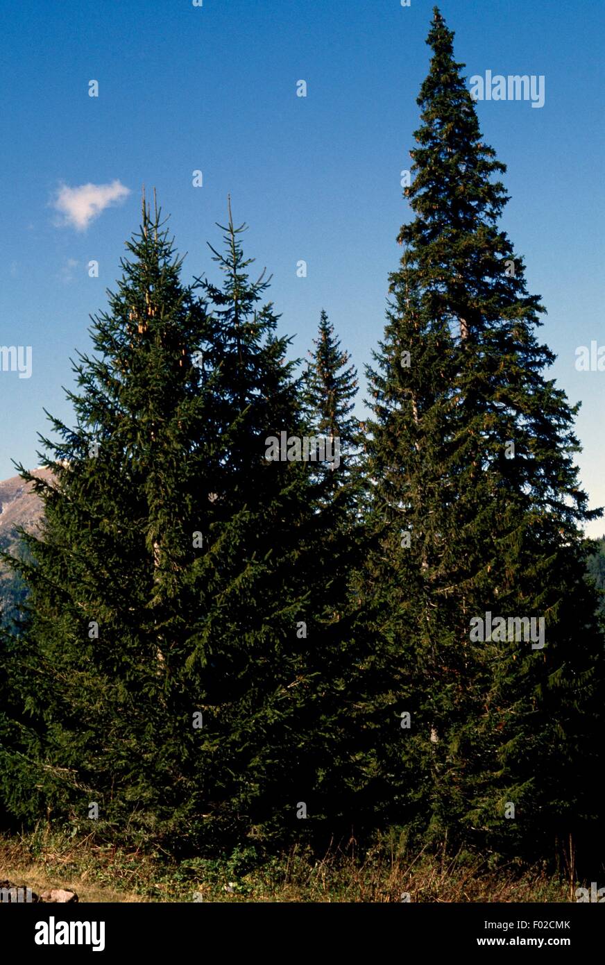 Norway spruces hi-res stock photography and images - Alamy