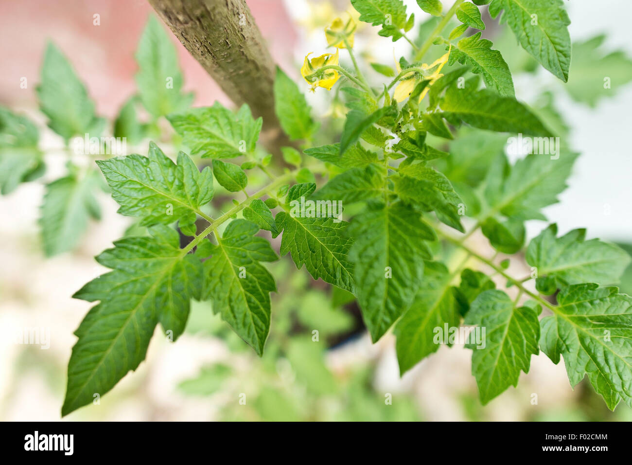 Tomato plant leaf hi-res stock photography and images - Alamy