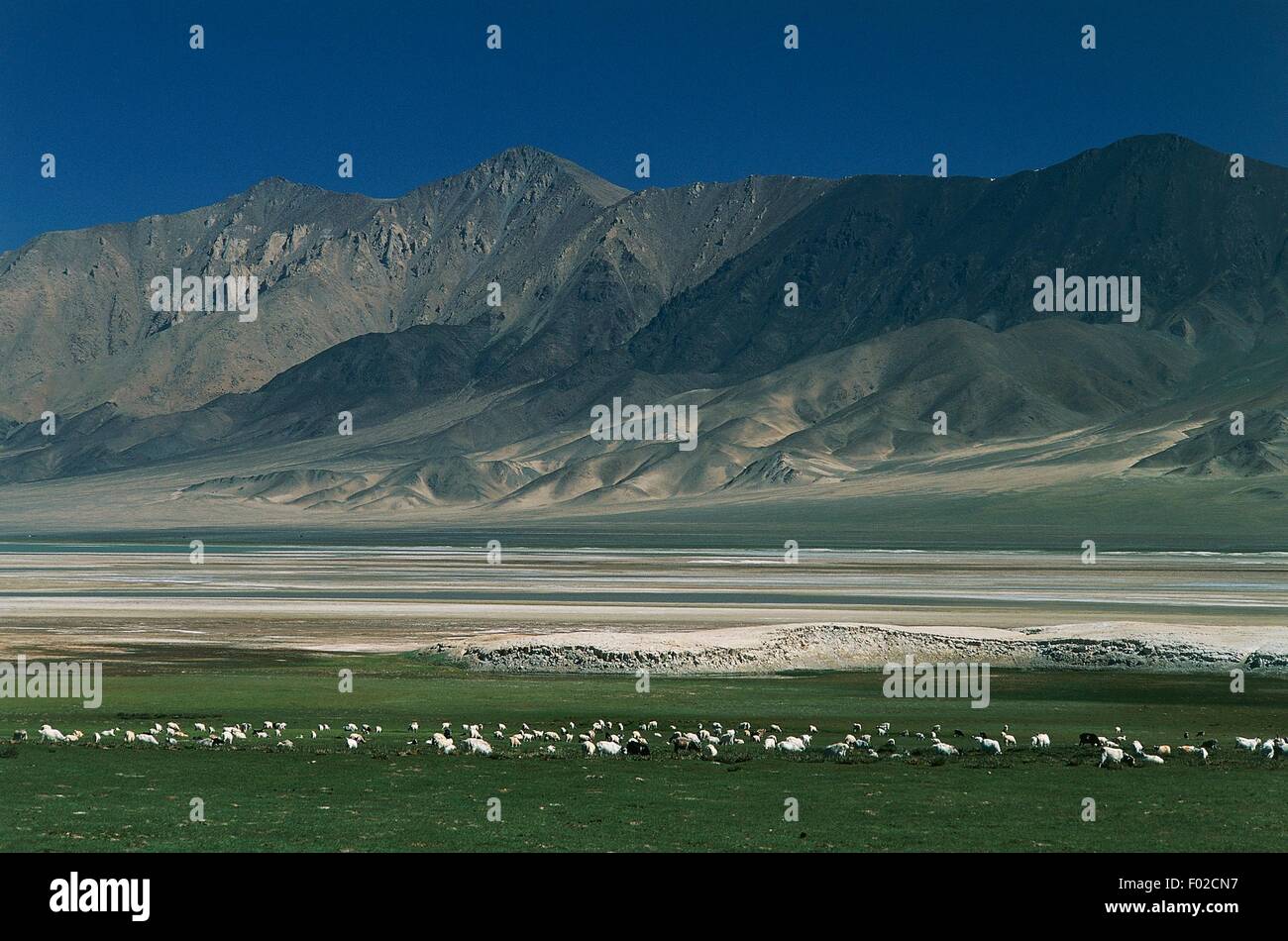 Landscape with grazing animals, Chang Tang Plateau, Tibet, China Stock ...