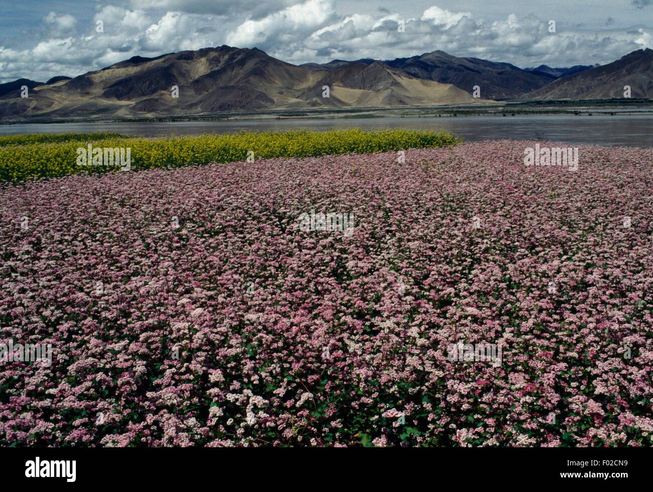 Tibet Flowers High Resolution Stock Photography and Images - Alamy