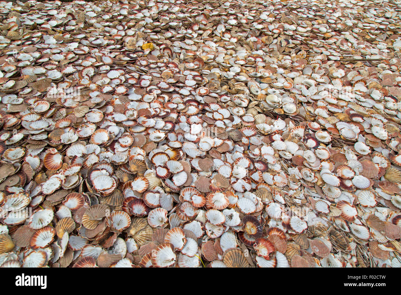 Marine bivalve mollusk hi-res stock photography and images - Alamy