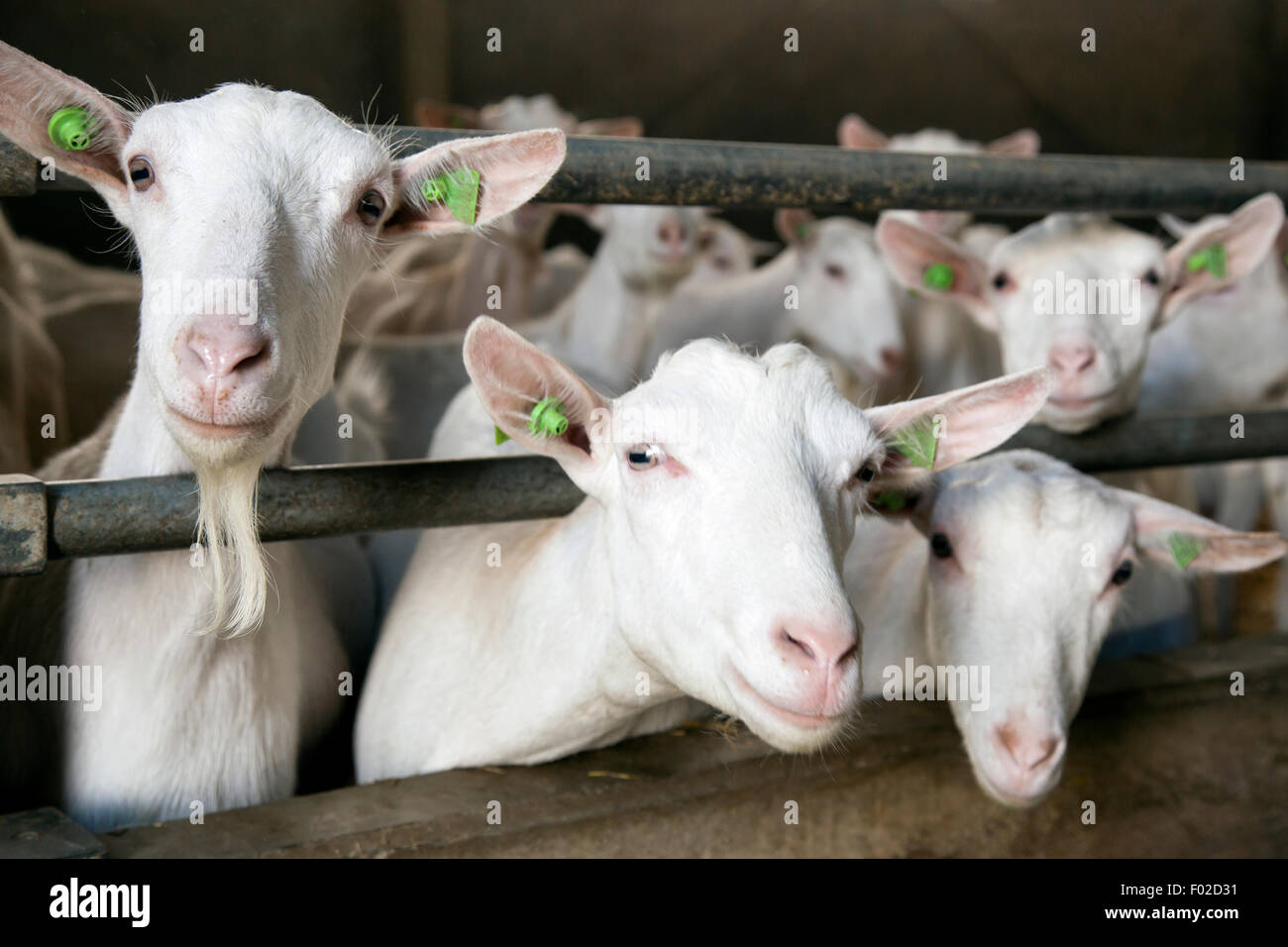 three curious white goats stick their heads through bars of stable ...