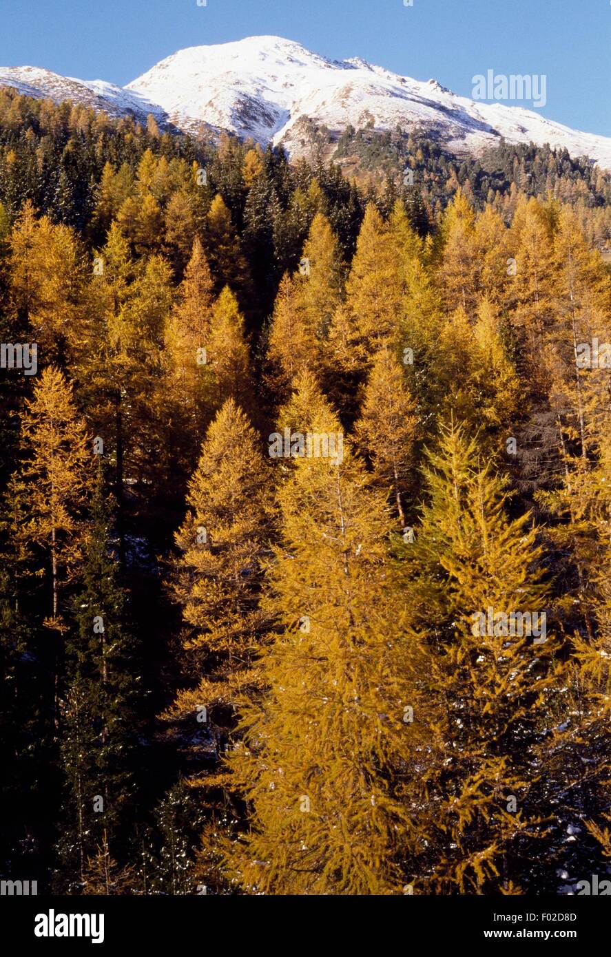 European larch wood in Cluozza Valley, Swiss National Park, Engadin ...