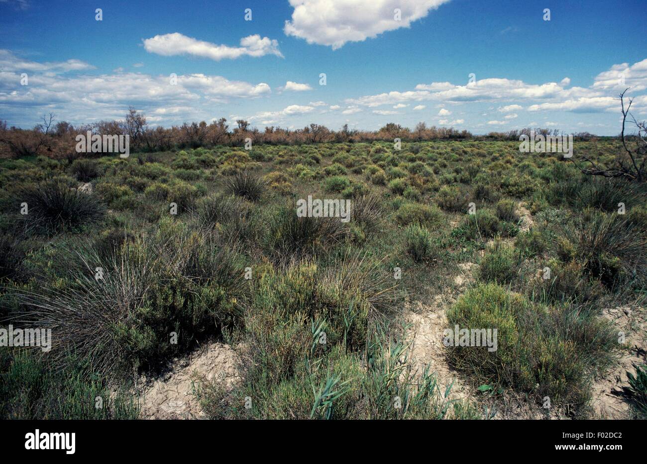 Glasswort (Salicornia europaea), Regional Nature Park of the Camargue ...