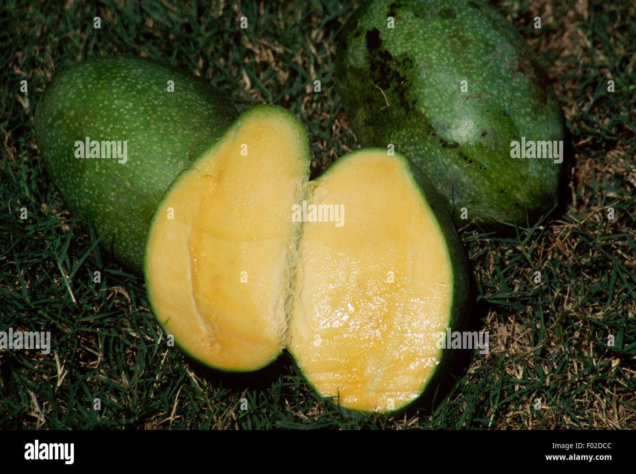 Mangifera indica cross section hi-res stock photography and images - Alamy