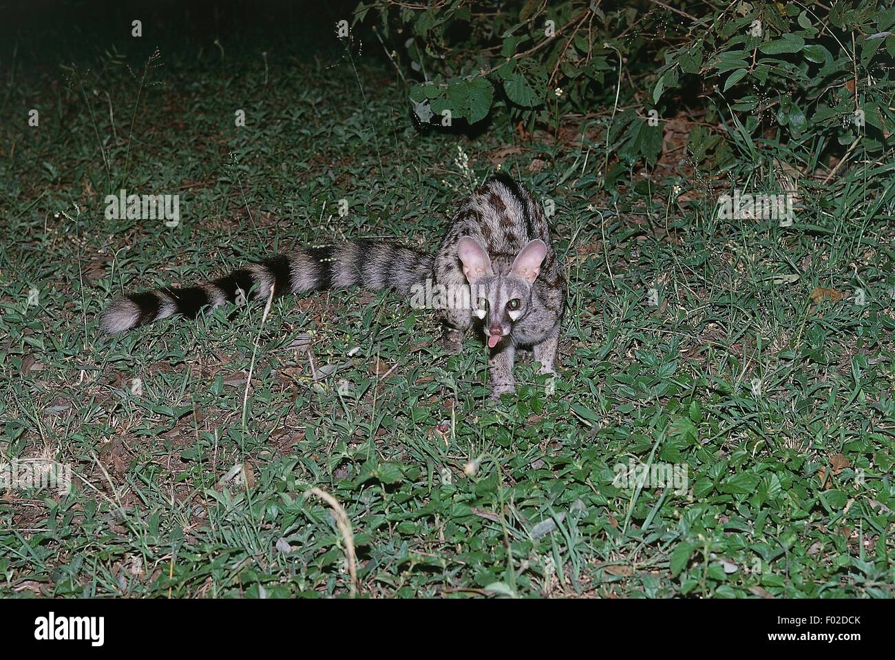 Young Panther Genett (Genetta maculata), Kruger National Park, South ...