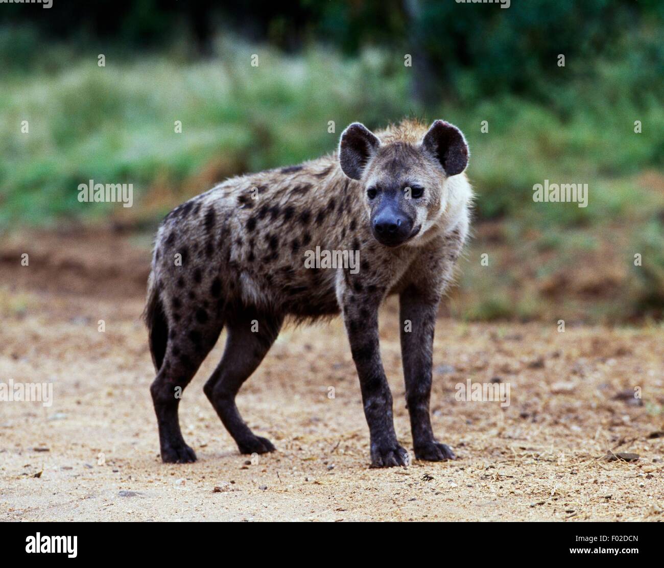 Spotted hyena or Laughing hyena (Crocuta crocuta), Kruger National Park ...