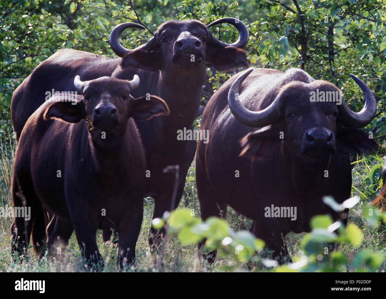 Congo buffalo hi-res stock photography and images - Alamy