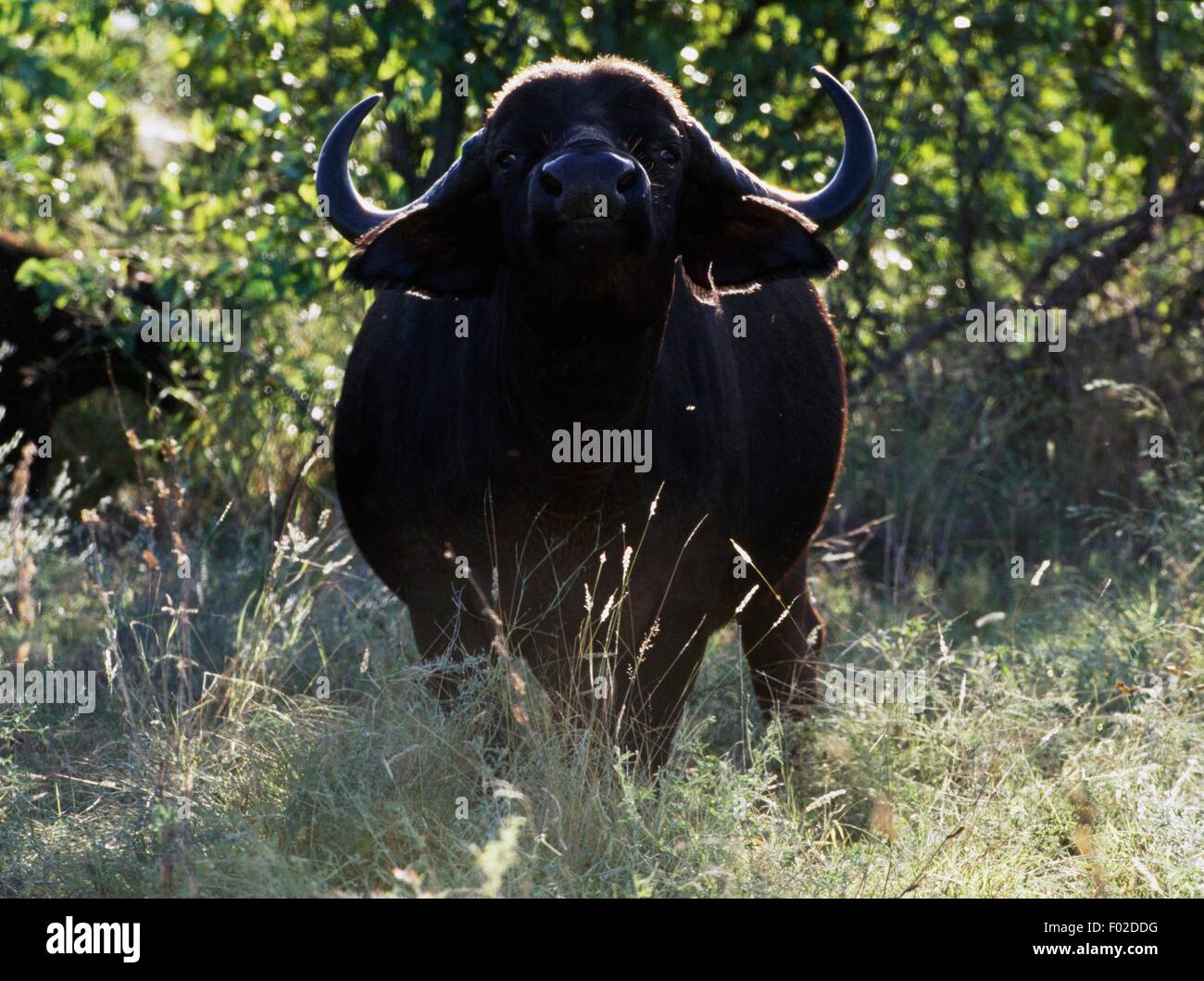 Congo buffalo hi-res stock photography and images - Alamy