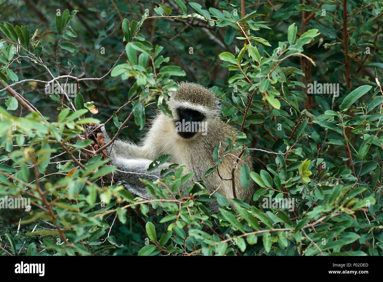 Gray-green Monkey (Cercopithecus aethiops), Kruger National Park, South ...