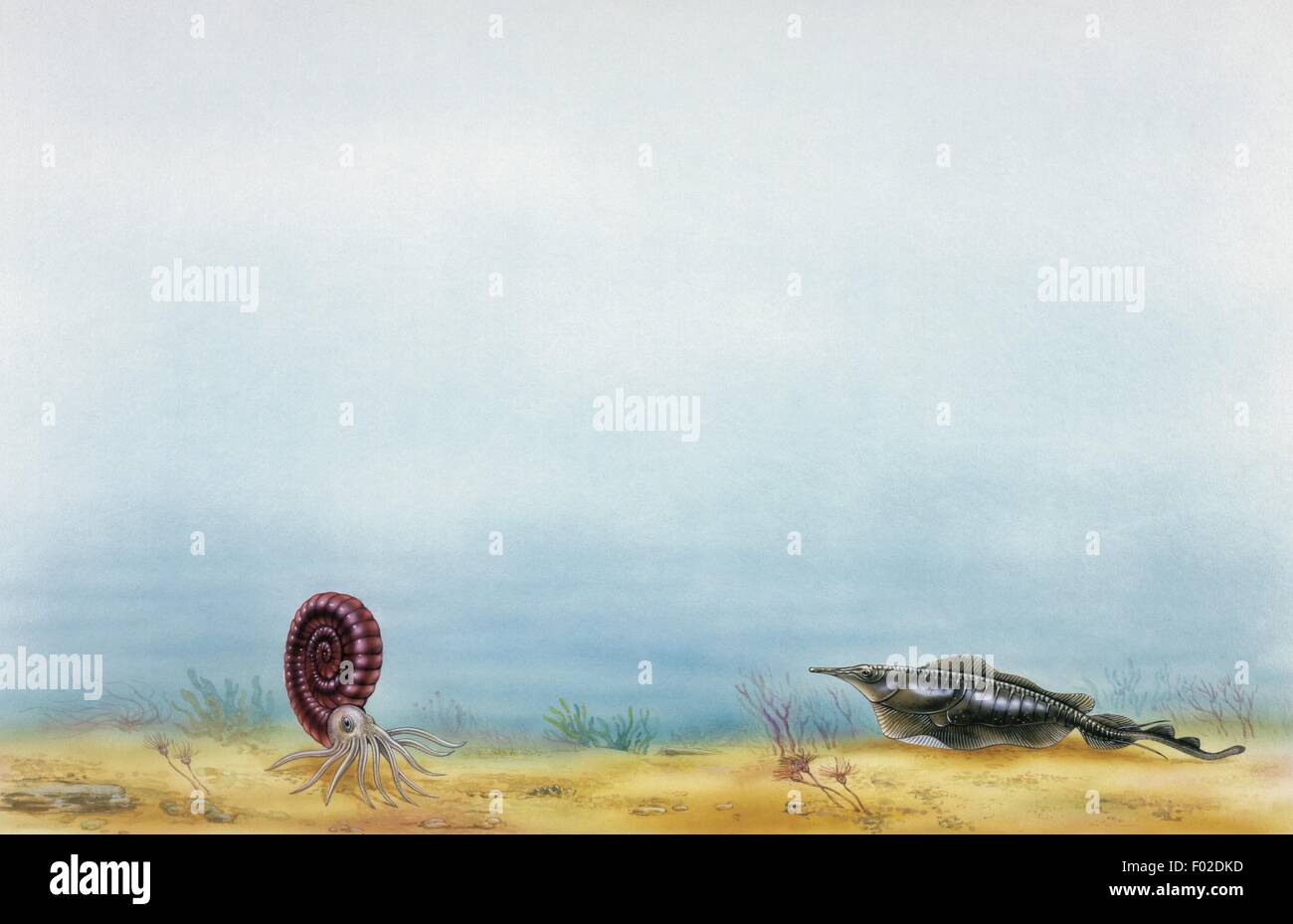 Palaeozoology - Submarine environment - Art work by Robin Courter Stock ...