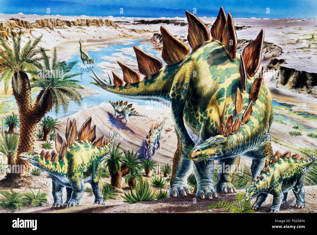 Stegosaurus sp, Stegosauridae, Late Jurassic. Artwork by Robin Bouttell ...