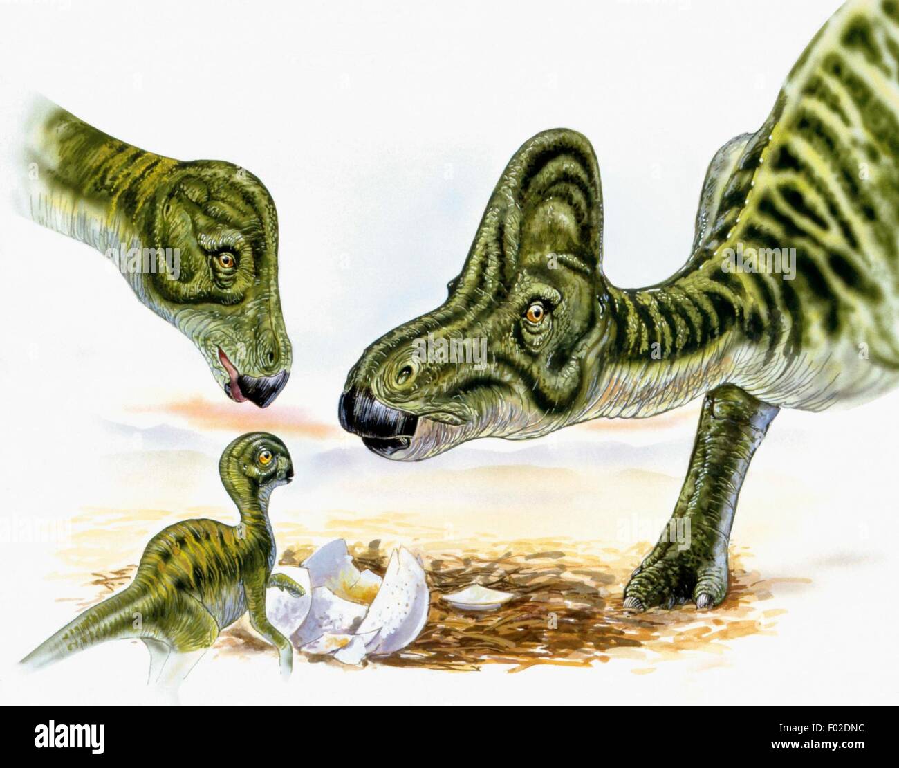 Wild Safari Hypacrosaurus