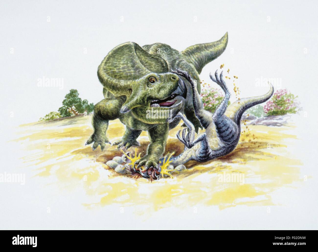 Palaeozoology - Cretaceous period - Dinosaurs - Protoceratops kills an ...