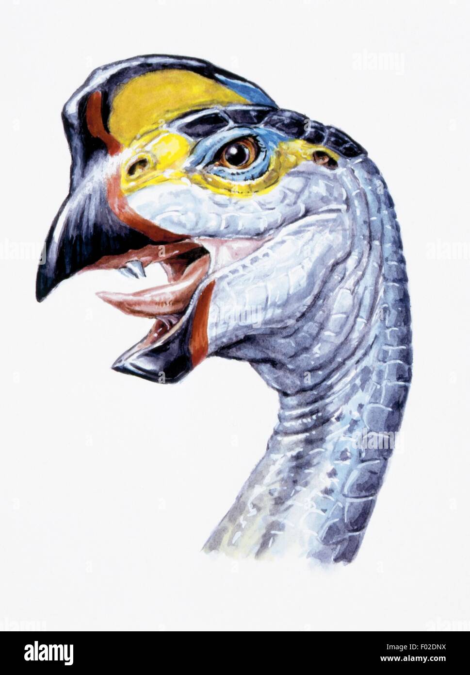 Oviraptor head hi-res stock photography and images - Alamy