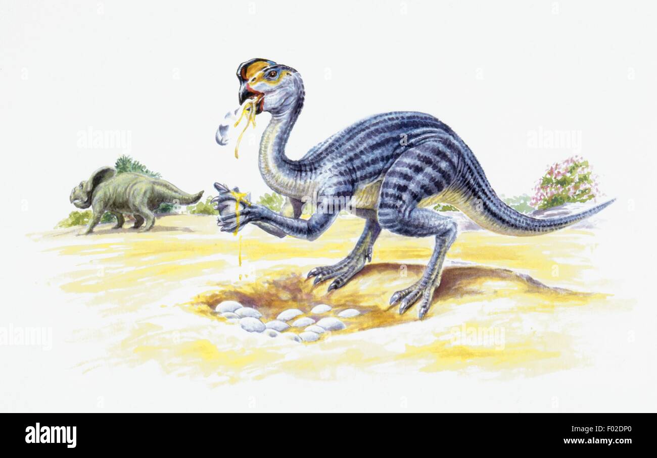Oviraptor protoceratops hi-res stock photography and images - Alamy