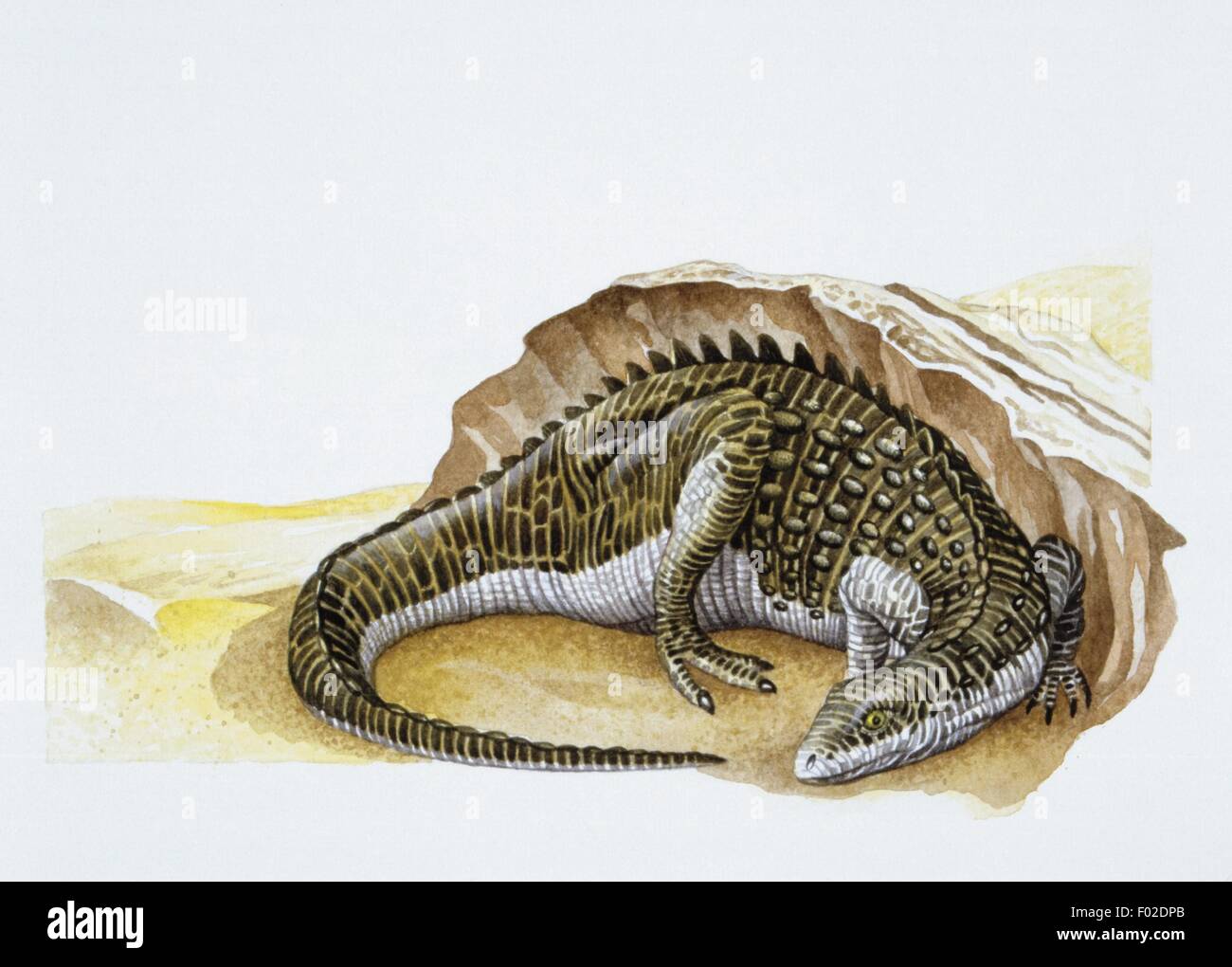 Palaeozoology - Jurassic period - Dinosaurs - Scutellosaurus - Art work ...