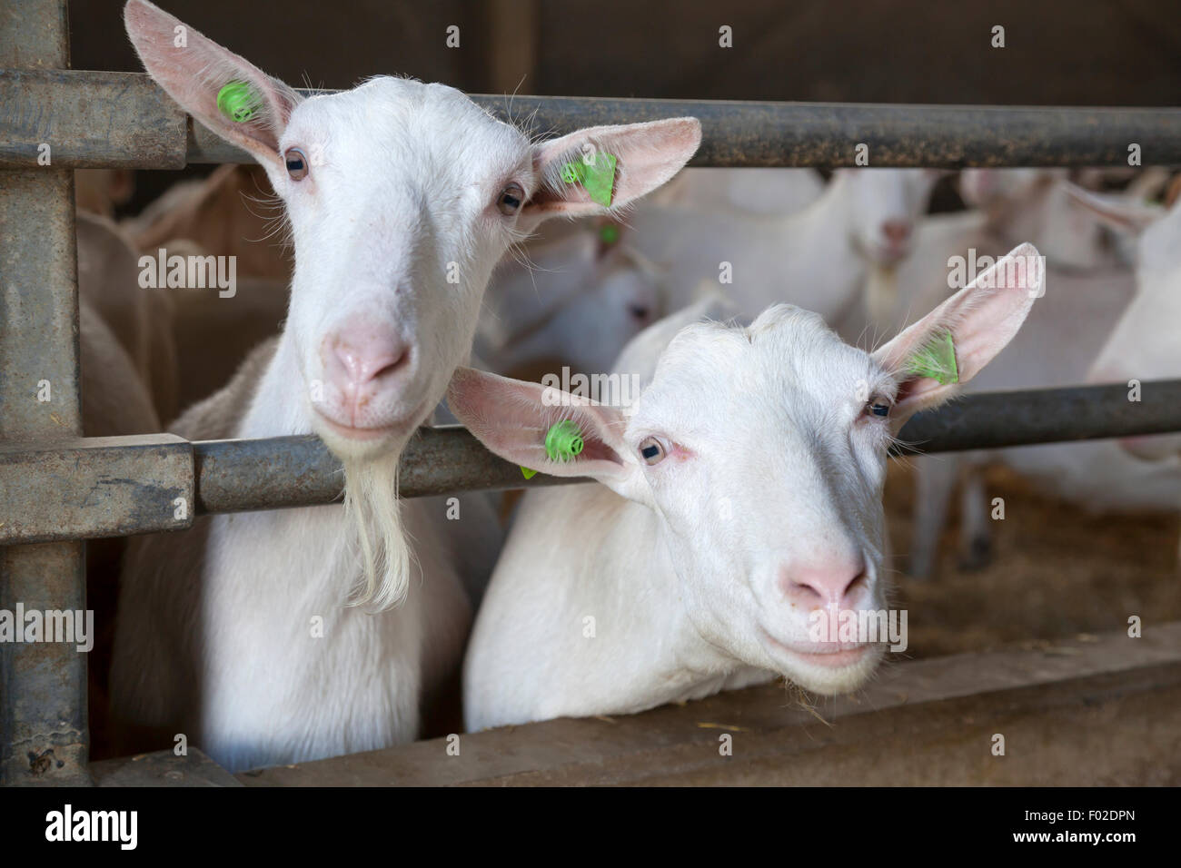 two curious white goats stick their heads through bars of stable Stock ...