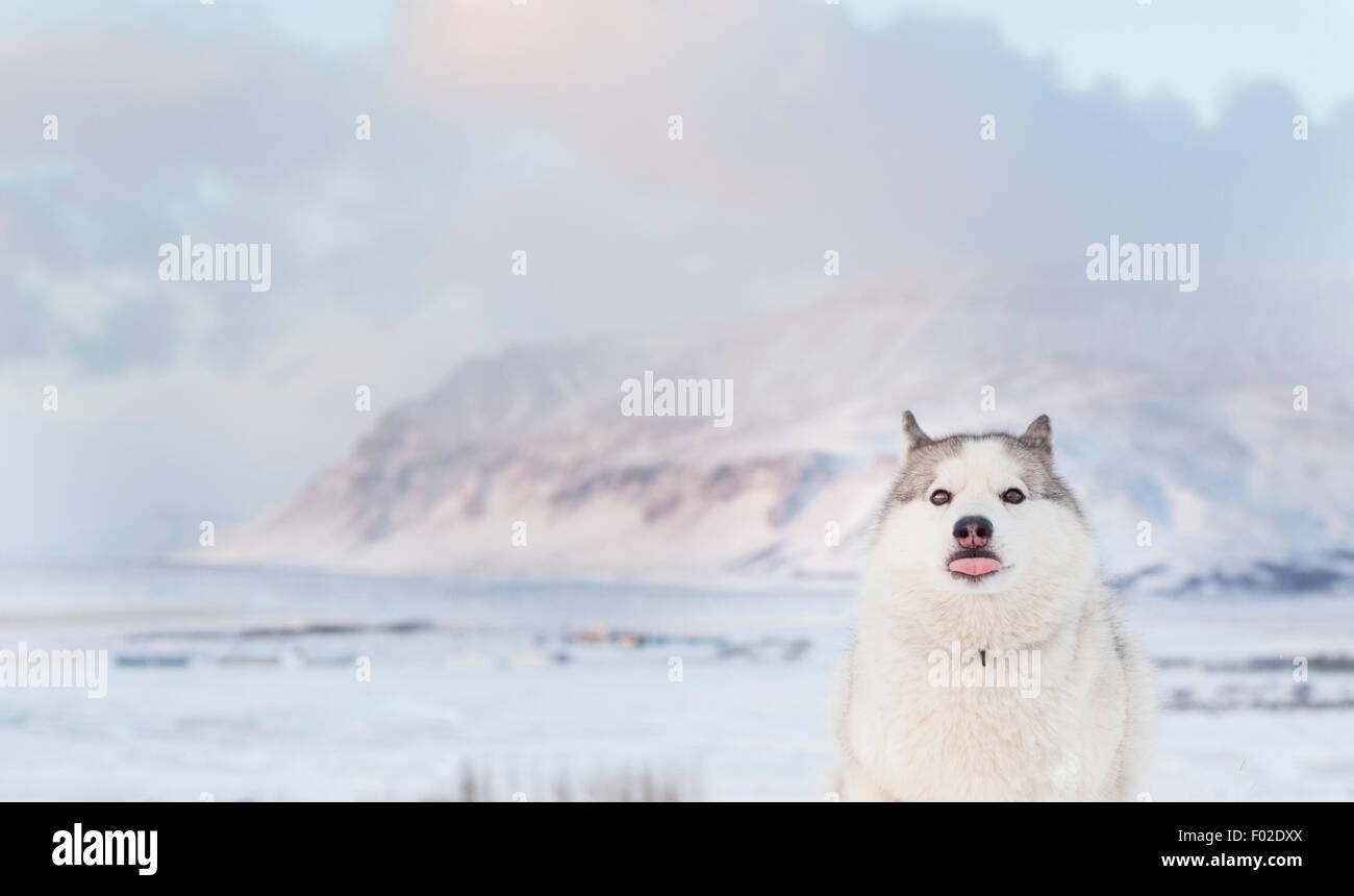 Portrait of a husky dog, Iceland Stock Photo - Alamy